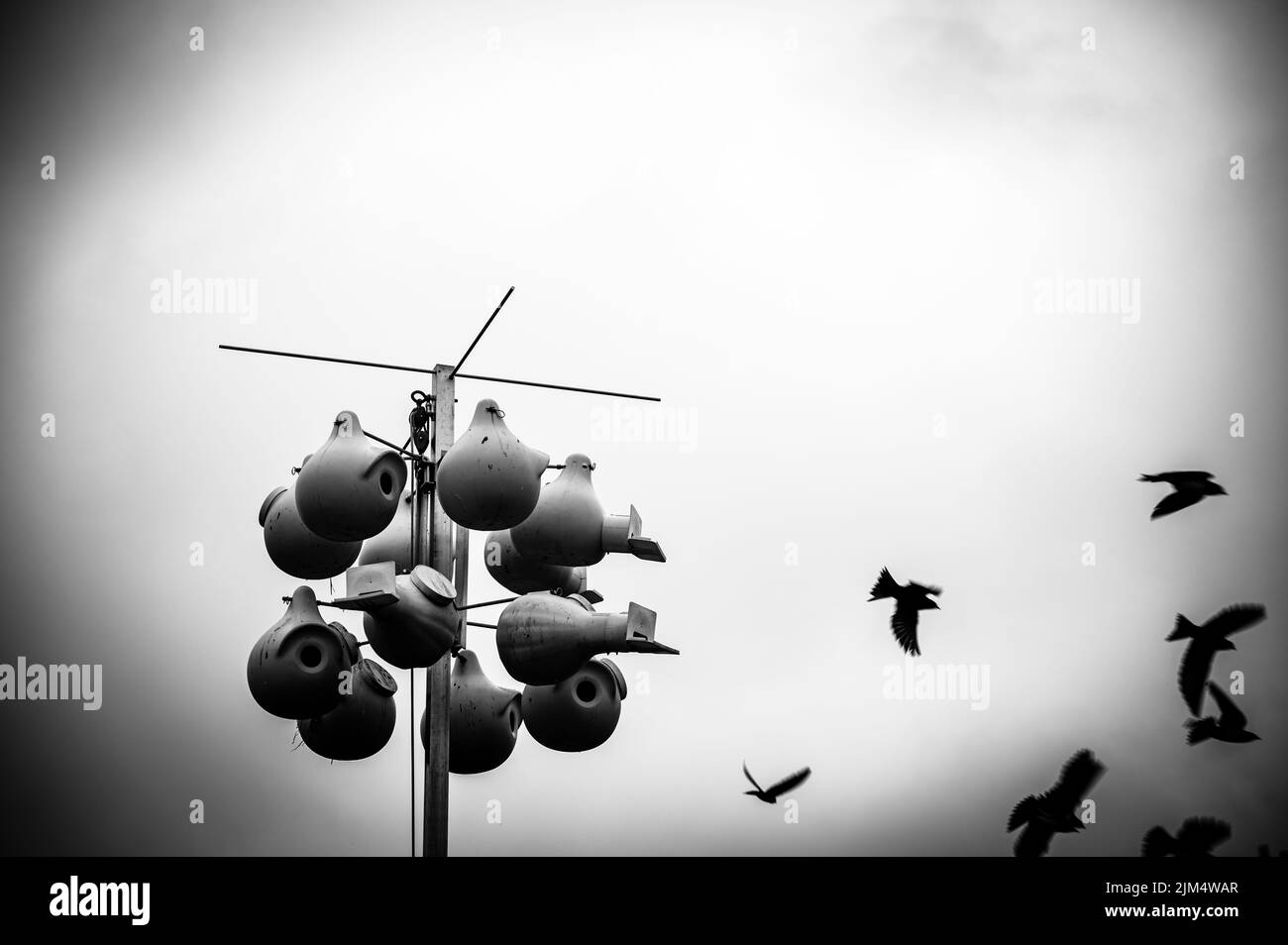 Maison de nidification martin Banque d'images noir et blanc - Alamy