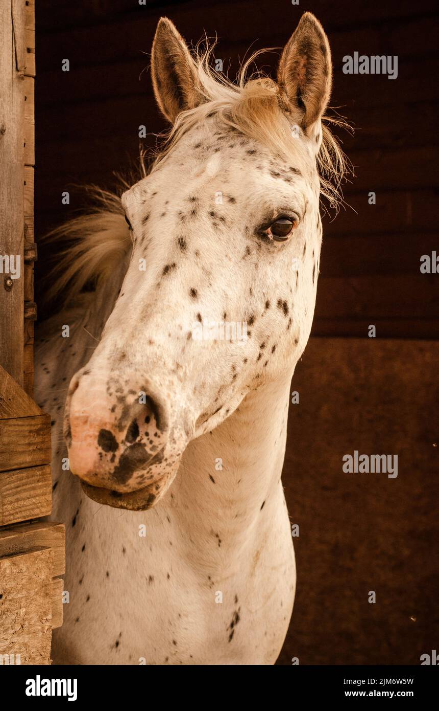 Cheval américain Banque de photographies et d’images à haute résolution ...