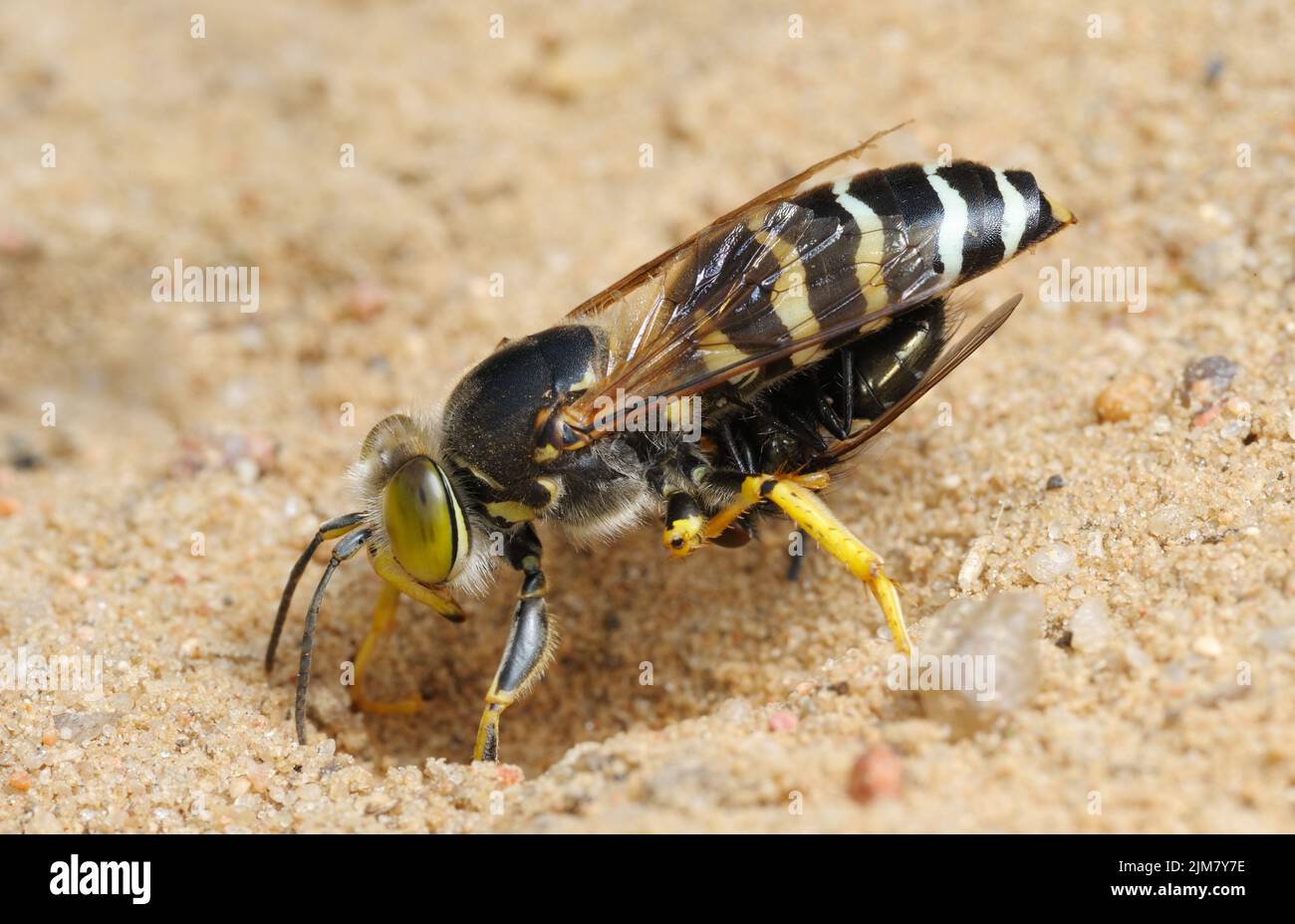 Bembex Banque de photographies et d’images à haute résolution - Alamy