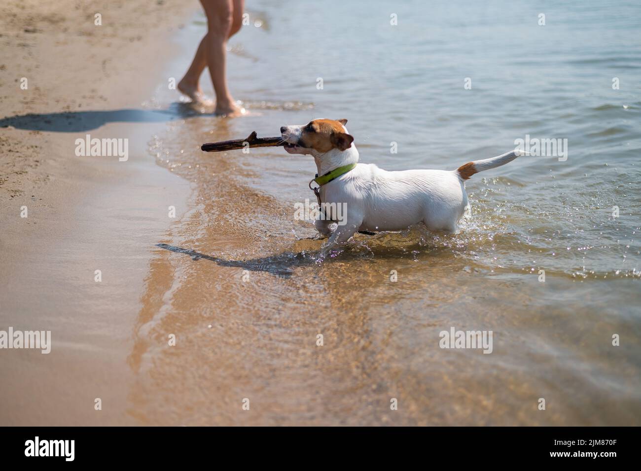 Le chien nage avec un bâton dans sa bouche. Jack Russell Terrer exécute ...