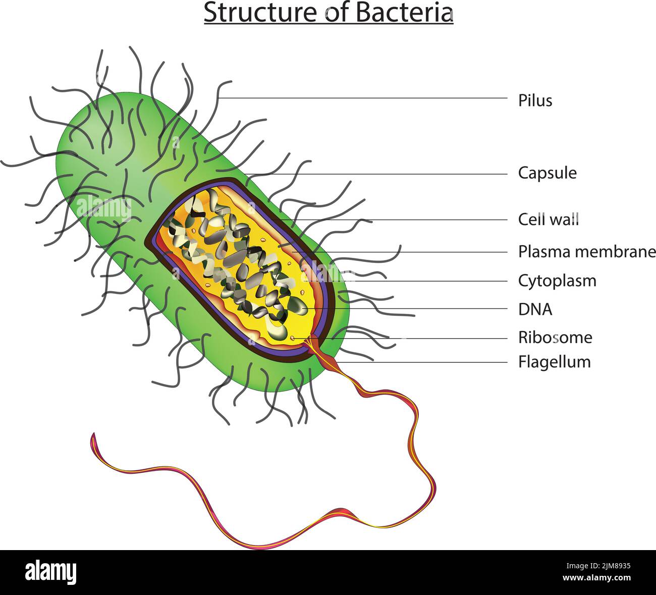 Estructura de la célula bacteriana Banque d'images détourées - Alamy