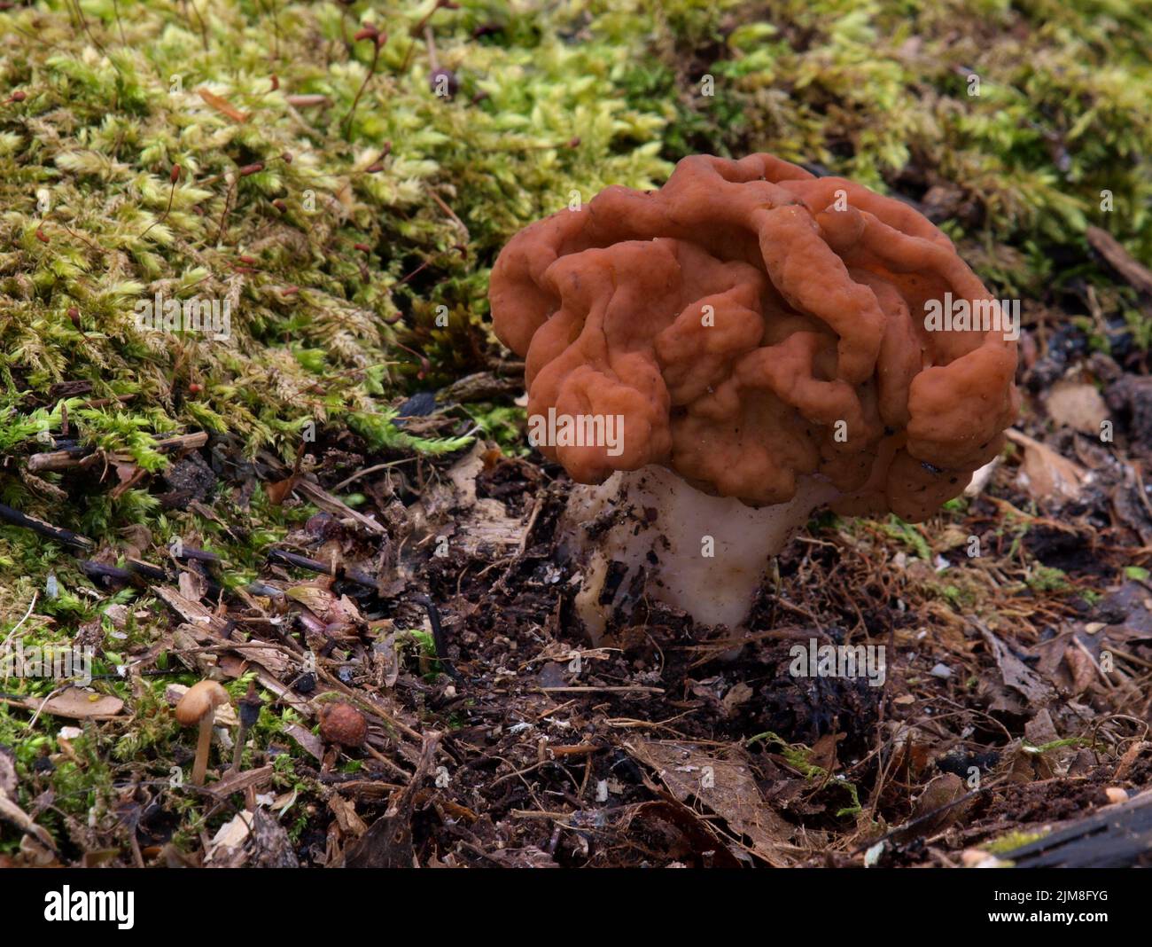 Buff beech Banque de photographies et d’images à haute résolution - Alamy