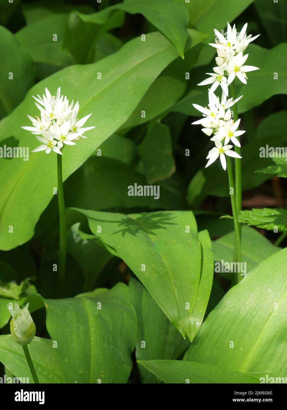 Wild onion allium ursinum Banque de photographies et d’images à haute ...