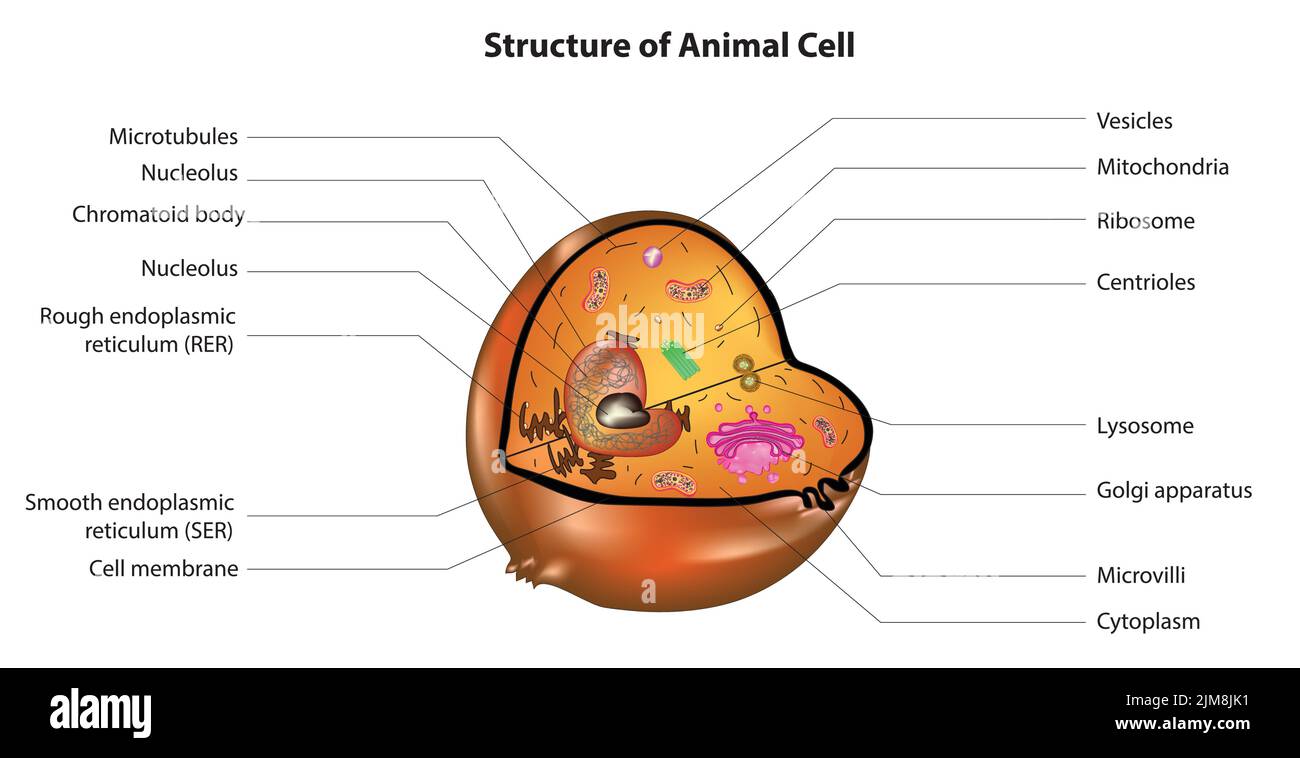 Animal cell microscope Banque d'images vectorielles - Alamy