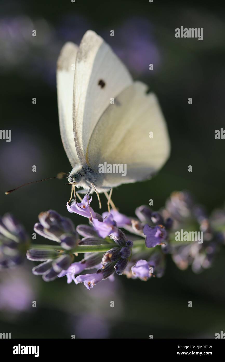 Lavande papillon Banque de photographies et d’images à haute résolution ...