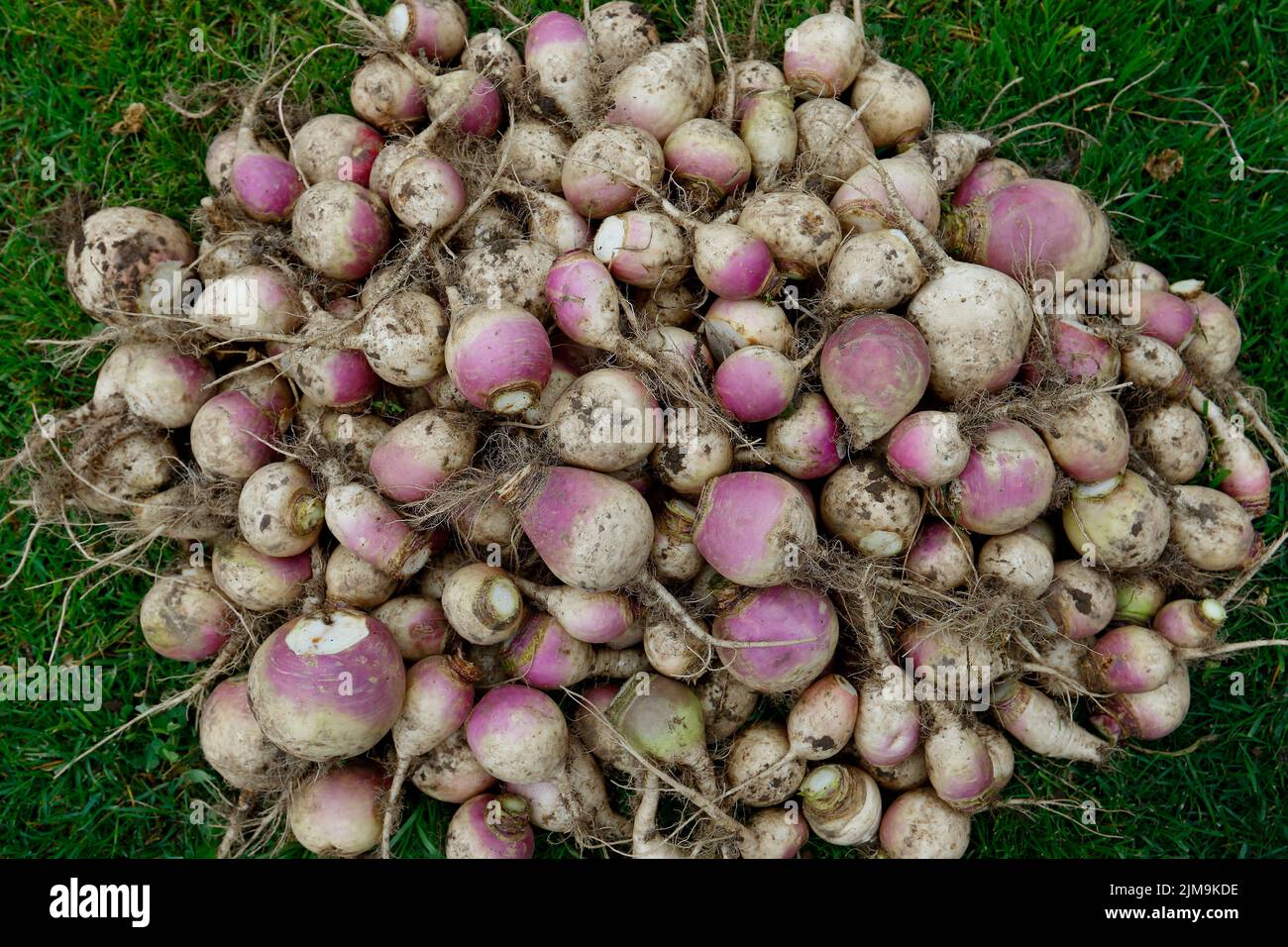 Vieux navets Banque de photographies et d’images à haute résolution - Alamy