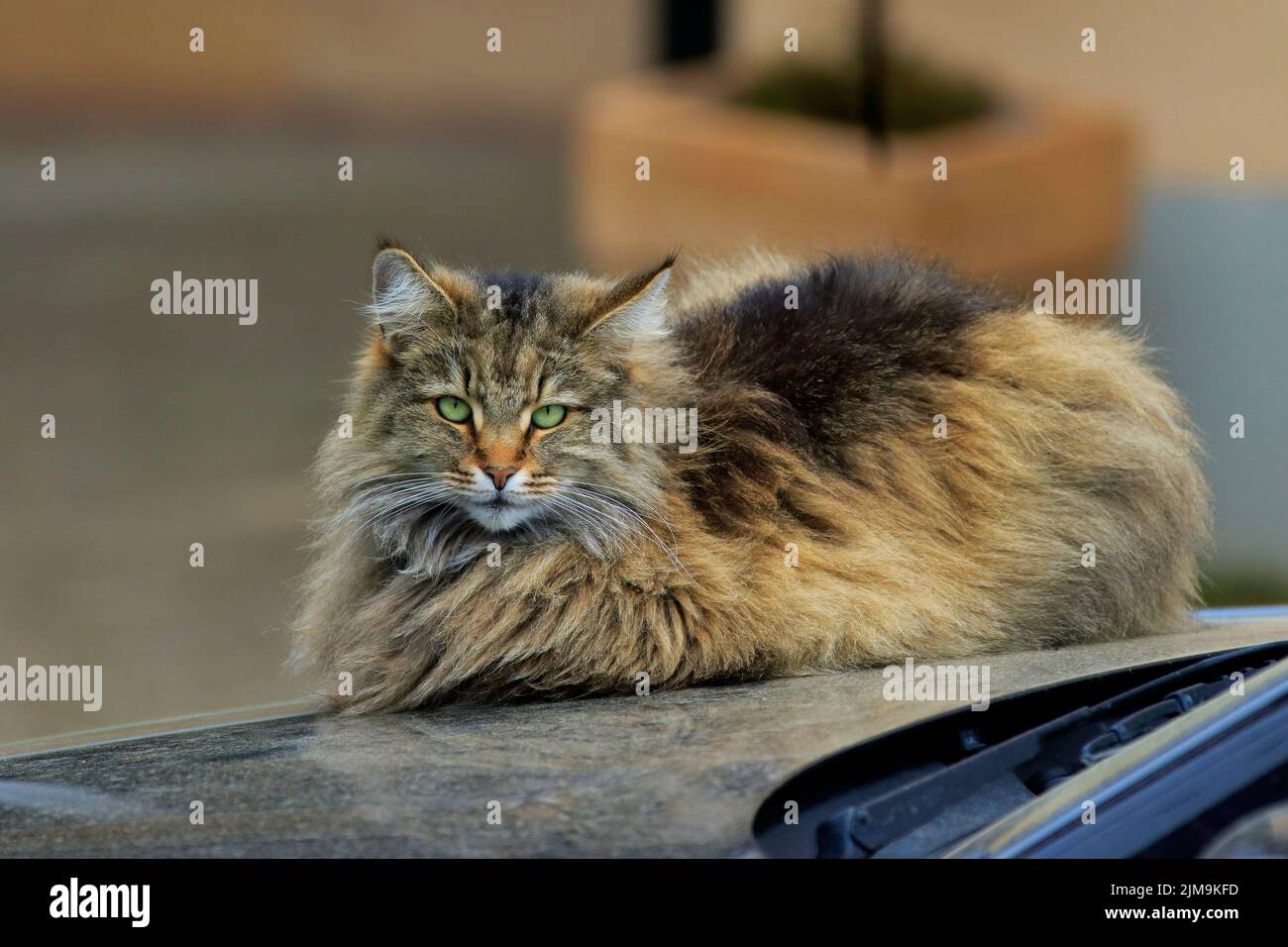 German angora cat Banque de photographies et d’images à haute ...