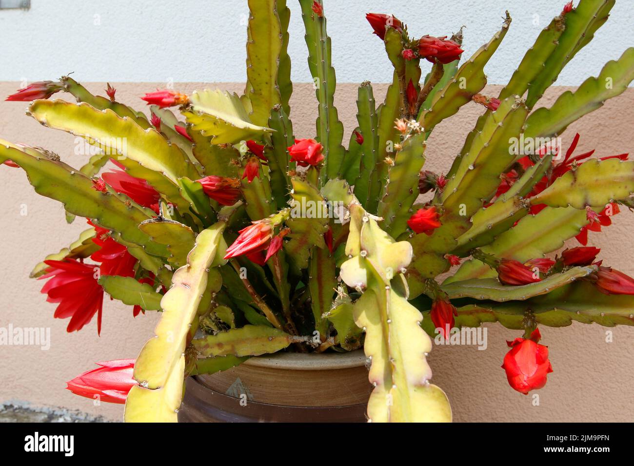 Epiphyllum crenatum Banque de photographies et d’images à haute ...