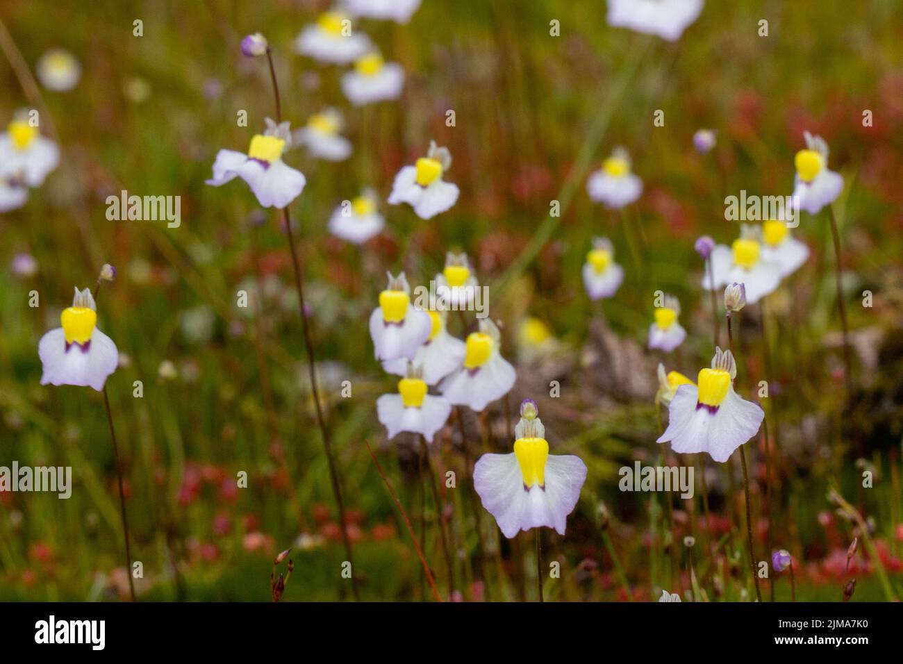Fleurs sauvages sud-africaines : petite fleur d'Utricularia bisquamata ...