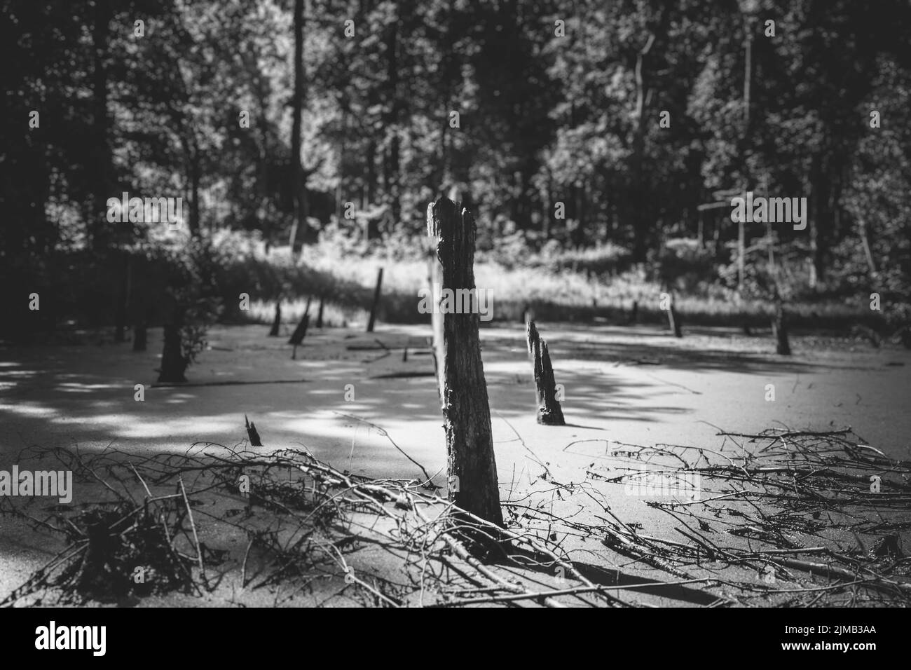 Cuted trees Banque d'images noir et blanc - Alamy