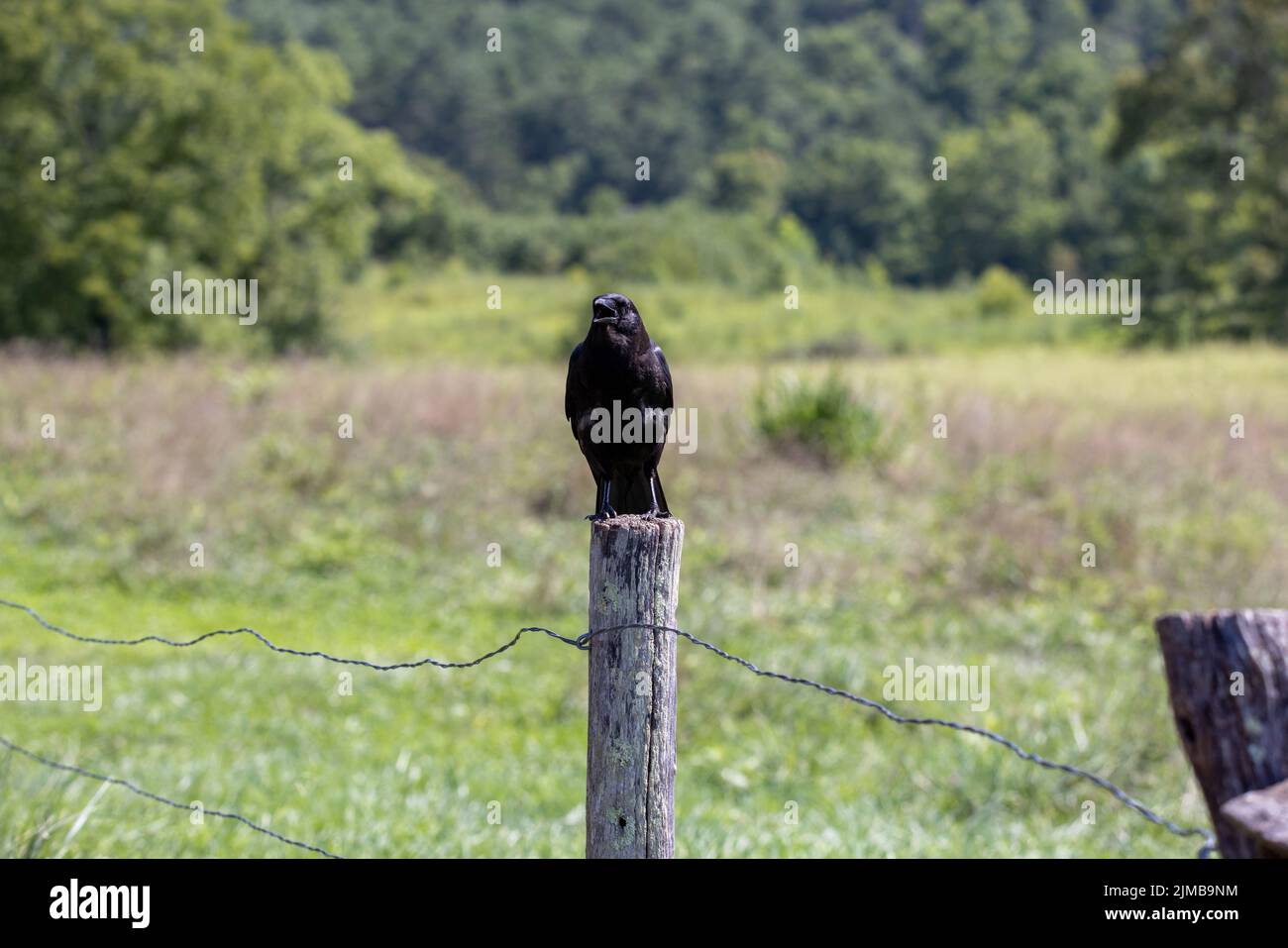 Le corbeau américain perché sur le poteau en bois. Corvus ...