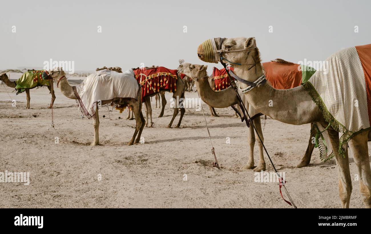 Chameaux avec des robes traditionnelles, en attente à côté de la route ...