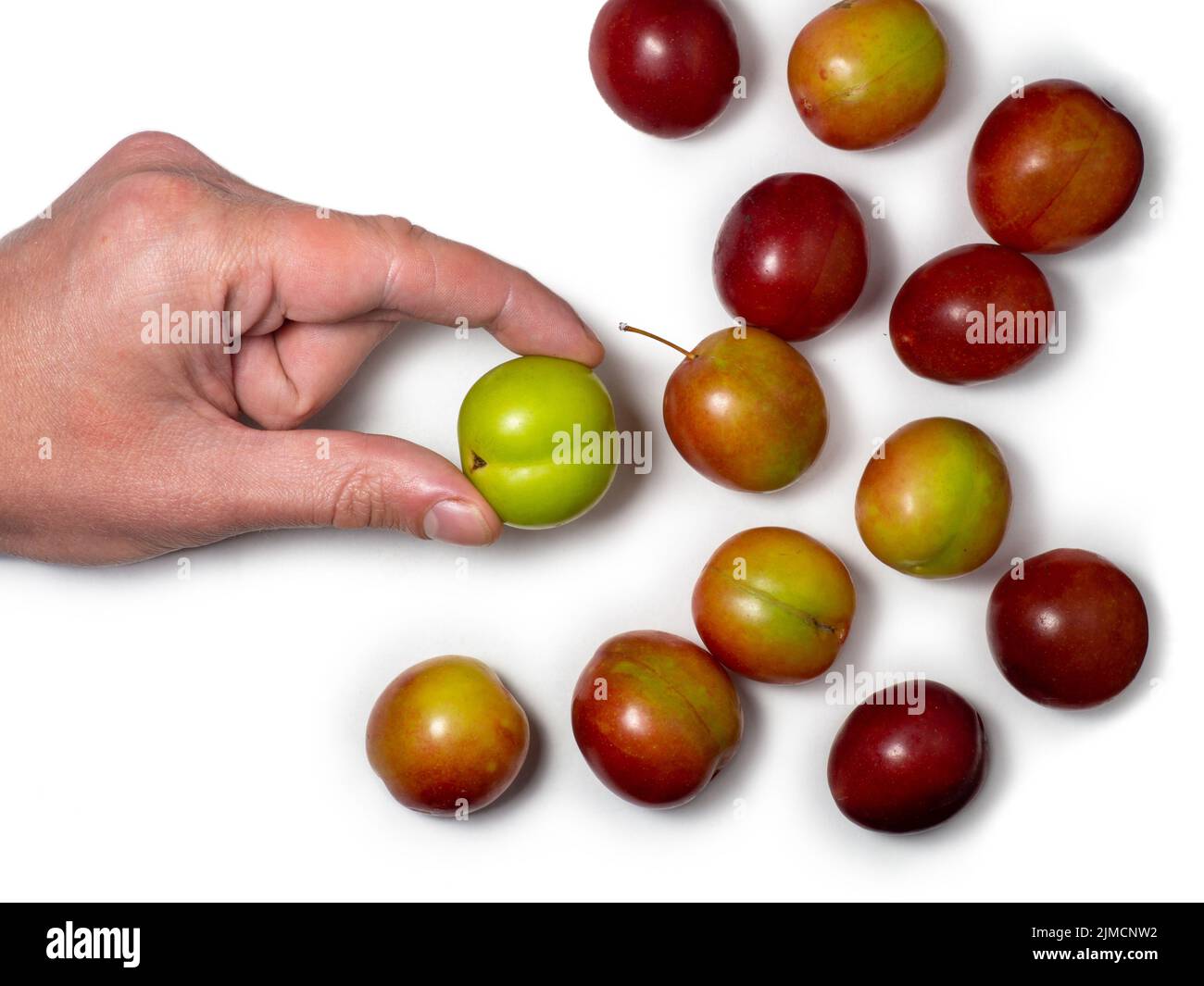 Prune de cerise à différents stades de maturation. Variété de prunes ...