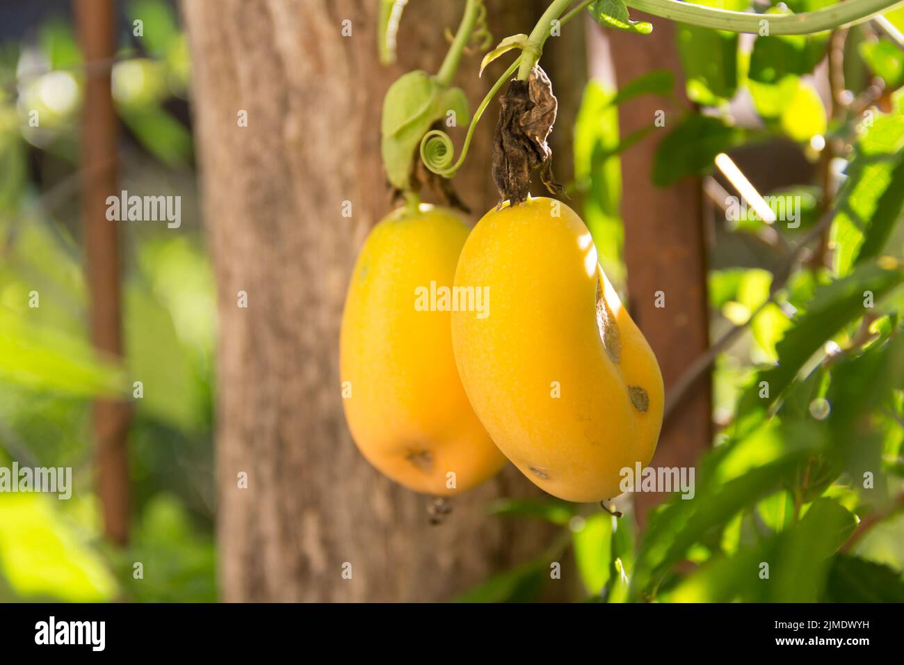Fruits orange mûrs de fruit de la passion ou passiflora sur la plante ...