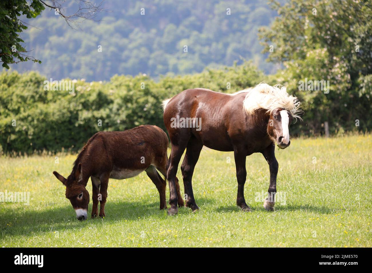 âne cheval Banque de photographies et d’images à haute résolution - Alamy