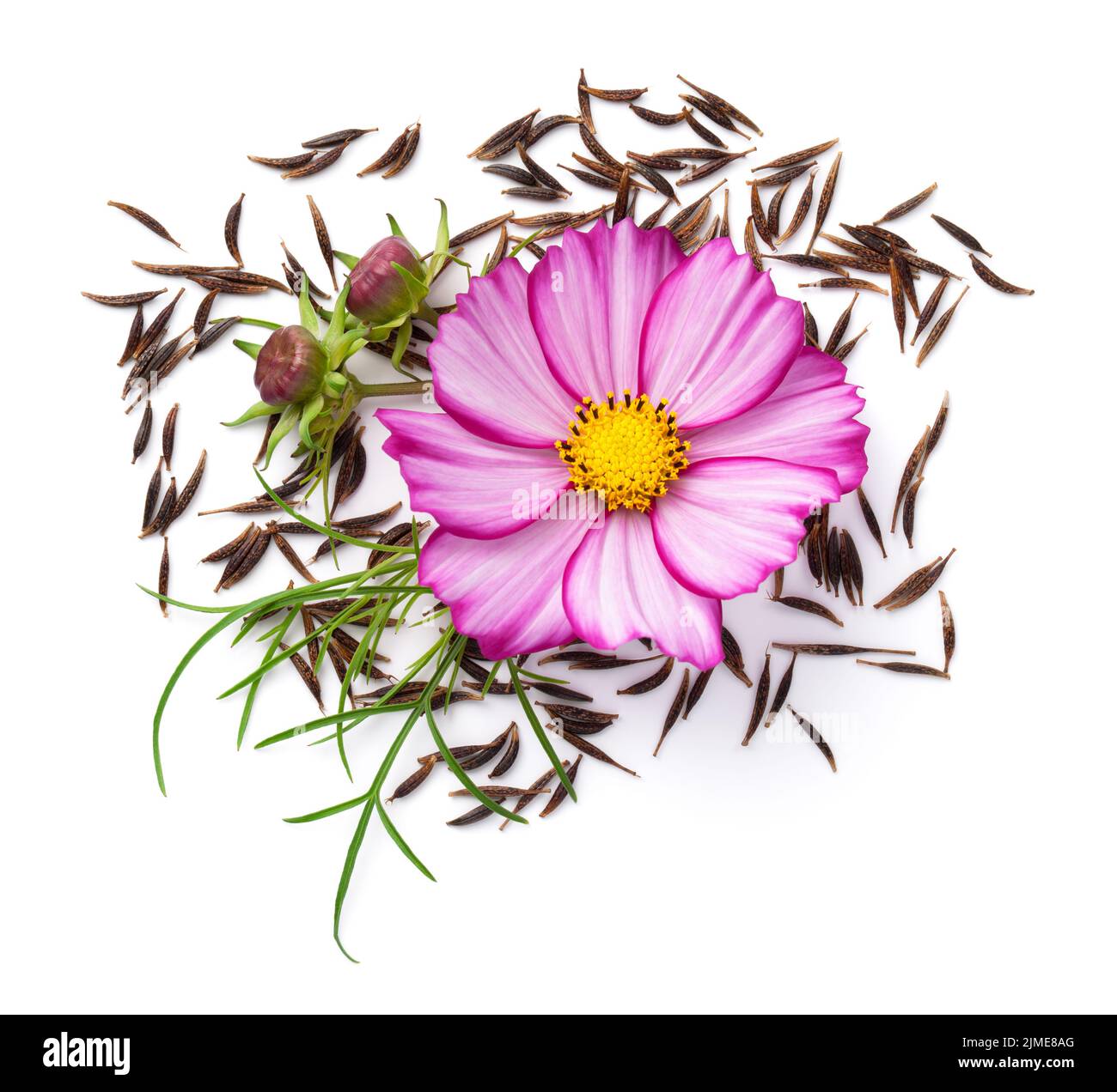 Graines de fleurs fond blanc Banque de photographies et d’images à haute résolution - Alamy