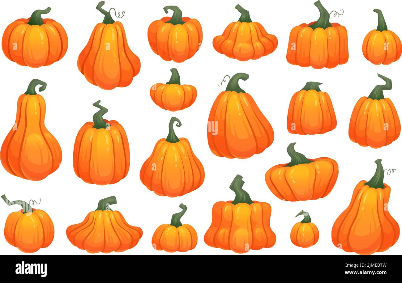 Courge de culture de dessin animé. Gourde de citrouille légume frais ...