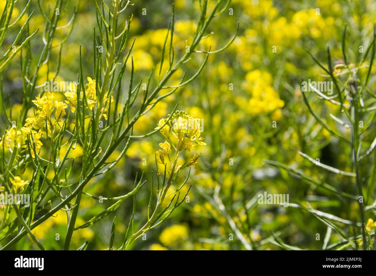 Moutarde en fleurs Banque de photographies et d’images à haute ...