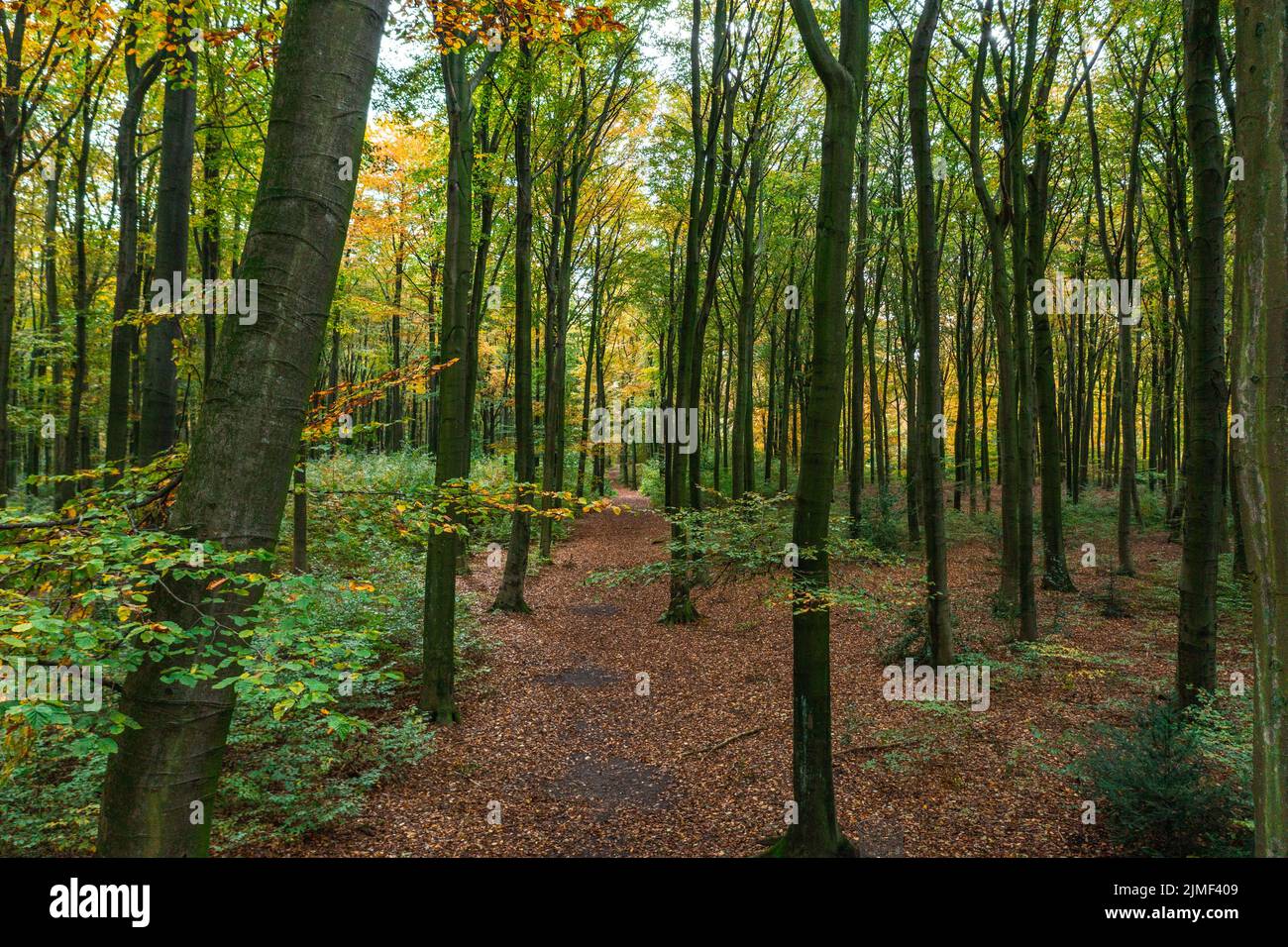 Promenade d'automne dans une ville Banque de photographies et d’images ...