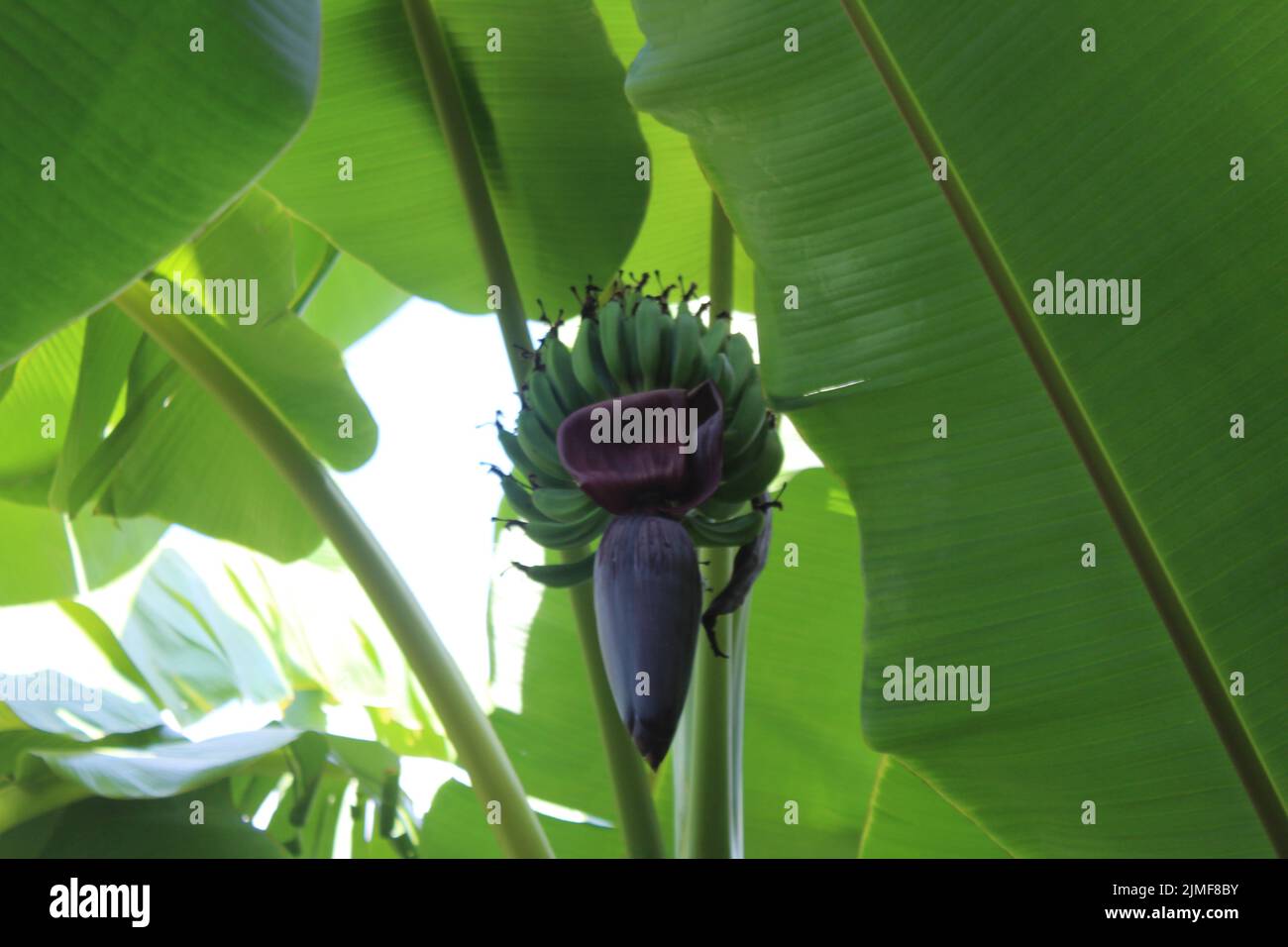 Banana plant garden Banque de photographies et d’images à haute ...