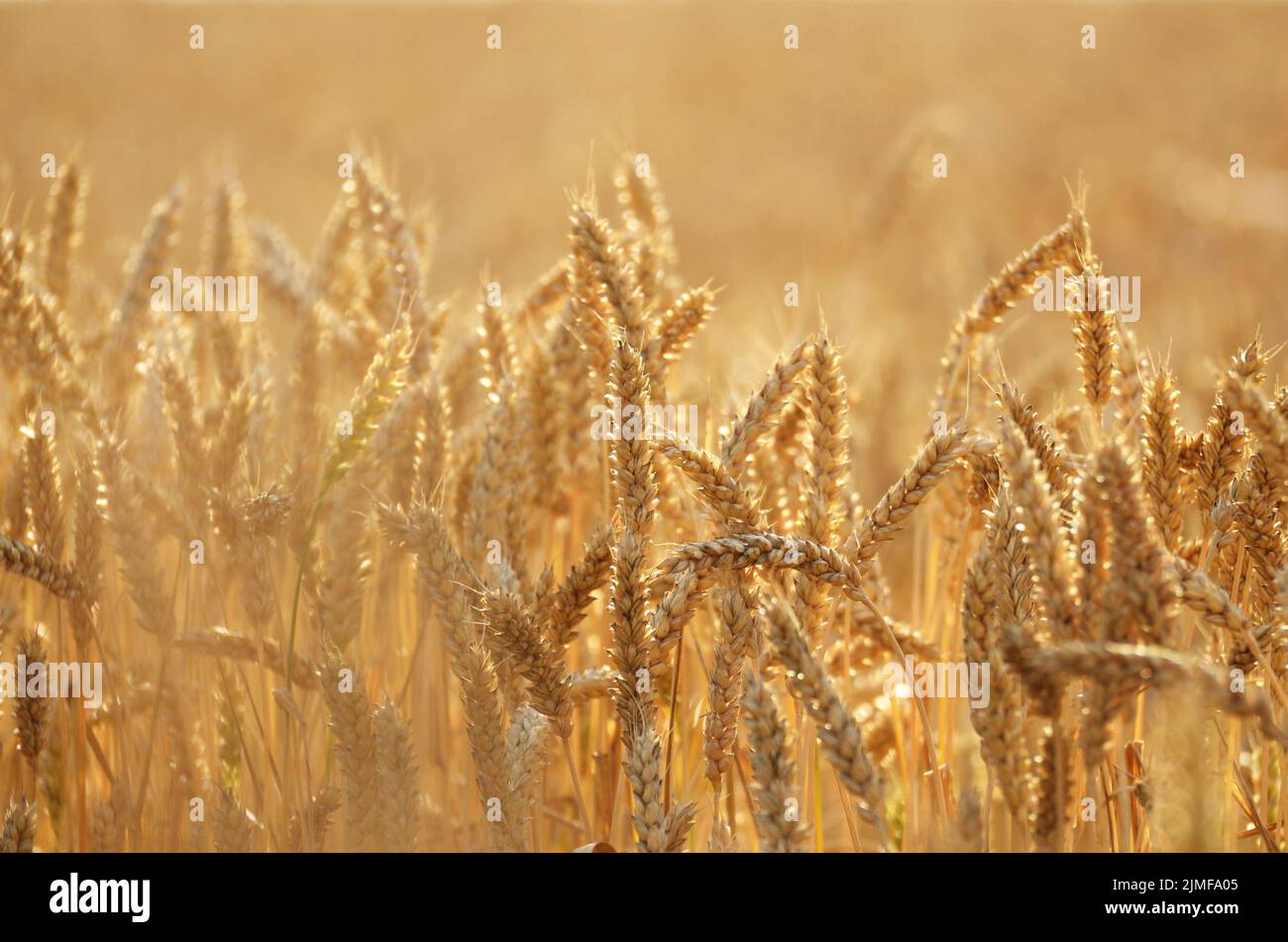 Champ de blé sous ciel nuageux ciel bleu en Ukraine Photo Stock - Alamy