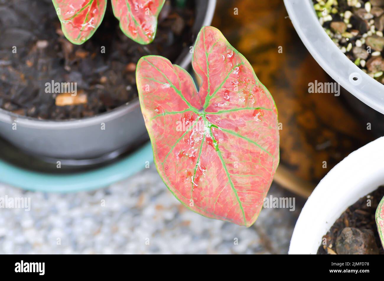 Caladium, Caladium Bicolor vent ou Caladium bicolor ou rose calladium ...