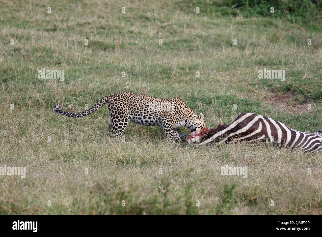 Leopard with kill Banque de photographies et d’images à haute ...