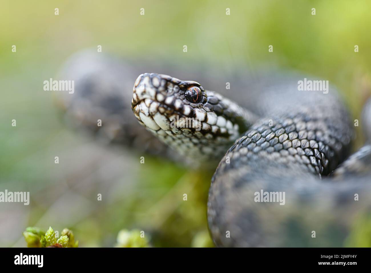 Viperidae vipera berus Banque de photographies et d’images à haute ...