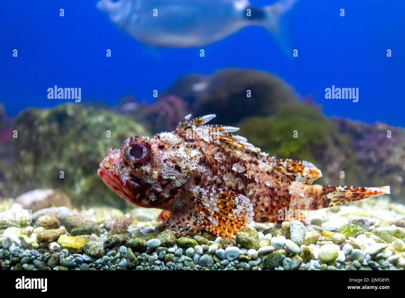 Streaked gurnard trigloporus lastoviza Banque de photographies et d ...