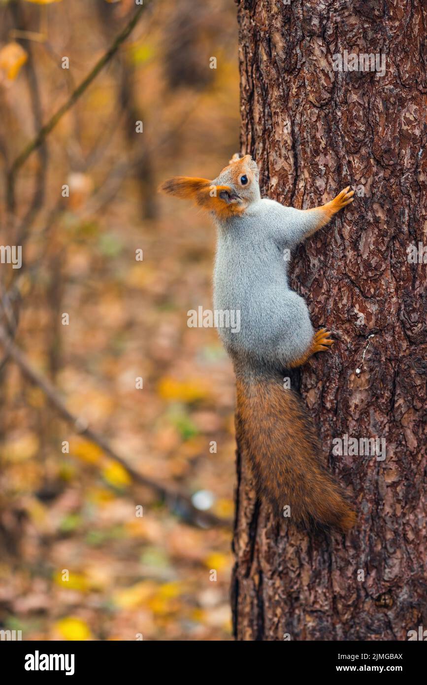 L'écureuil avec une grande queue molletonnée monte le tronc d'un arbre ...