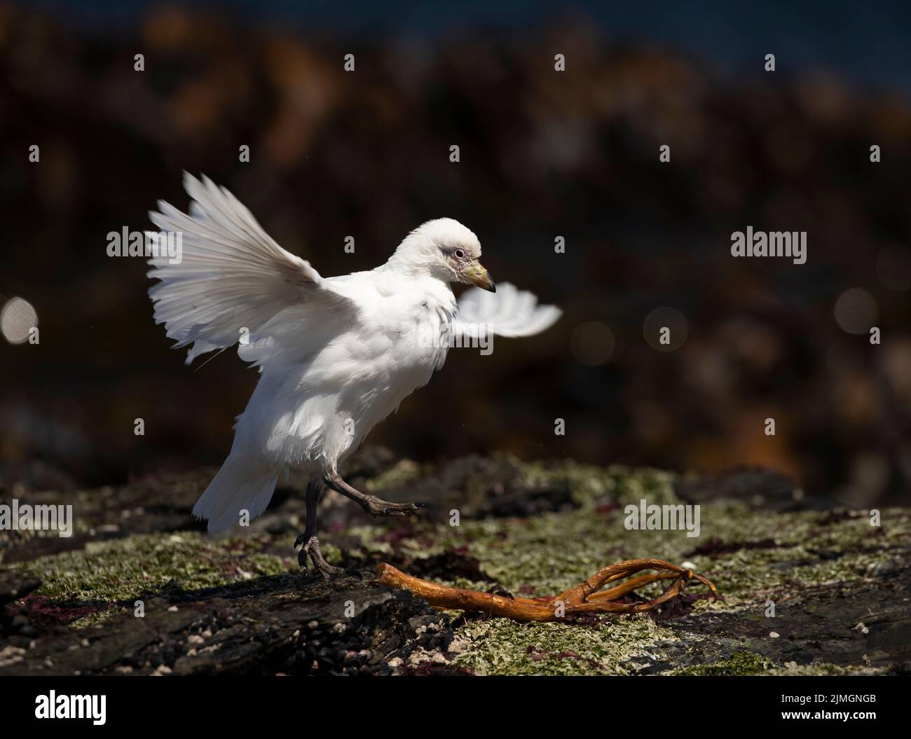 Le bec de mouton enneigé (Chionis albus) est le seul oiseau terrestre ...