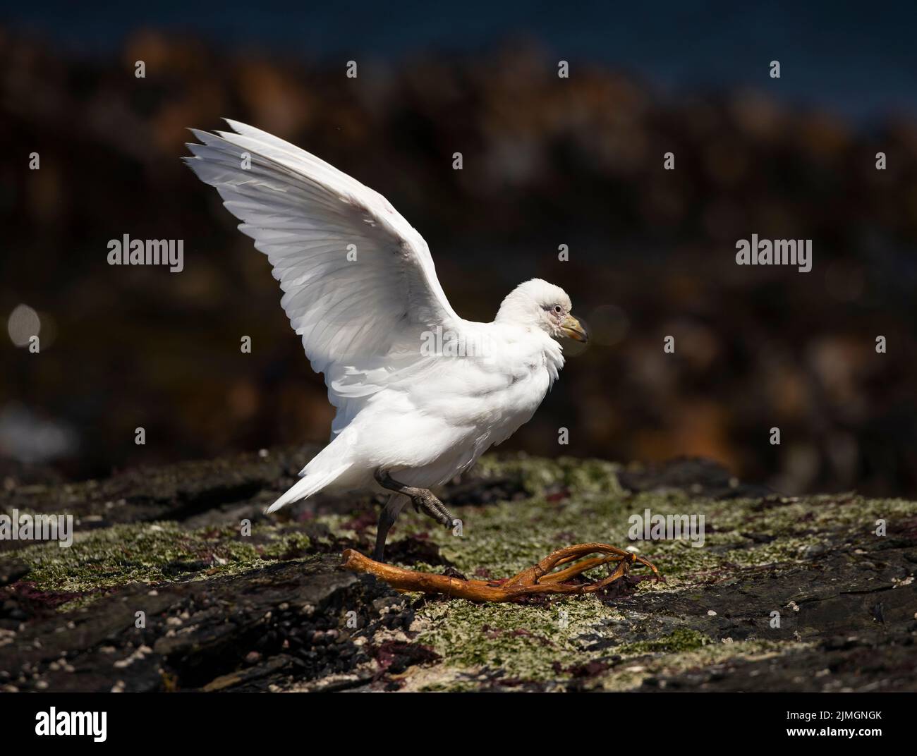 Le bec de mouton enneigé (Chionis albus) est le seul oiseau terrestre ...