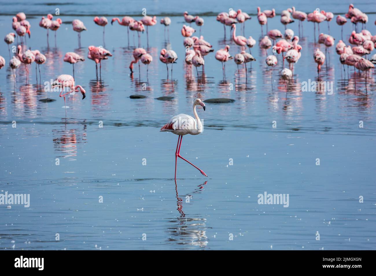 Le soliste Banque de photographies et d’images à haute résolution - Alamy