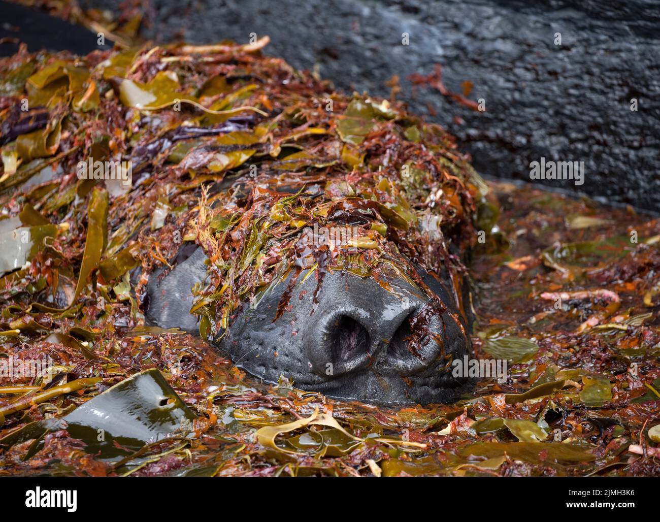 L'éléphant du sud (Mirounga leonina) est la plus grande des espèces de ...