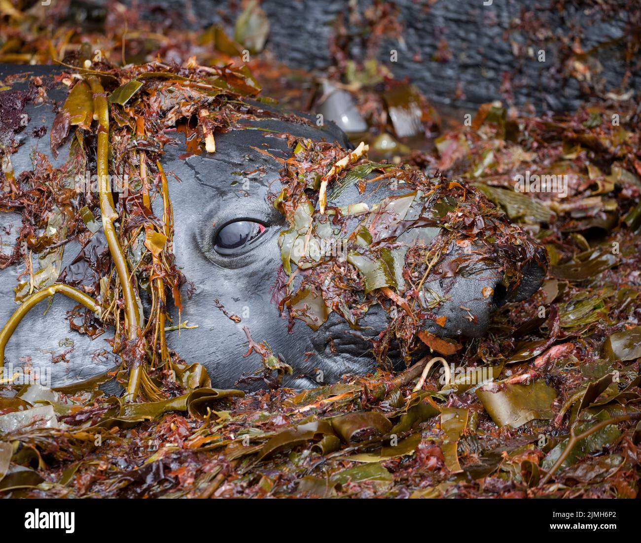 L'éléphant du sud (Mirounga leonina) est la plus grande des espèces de ...