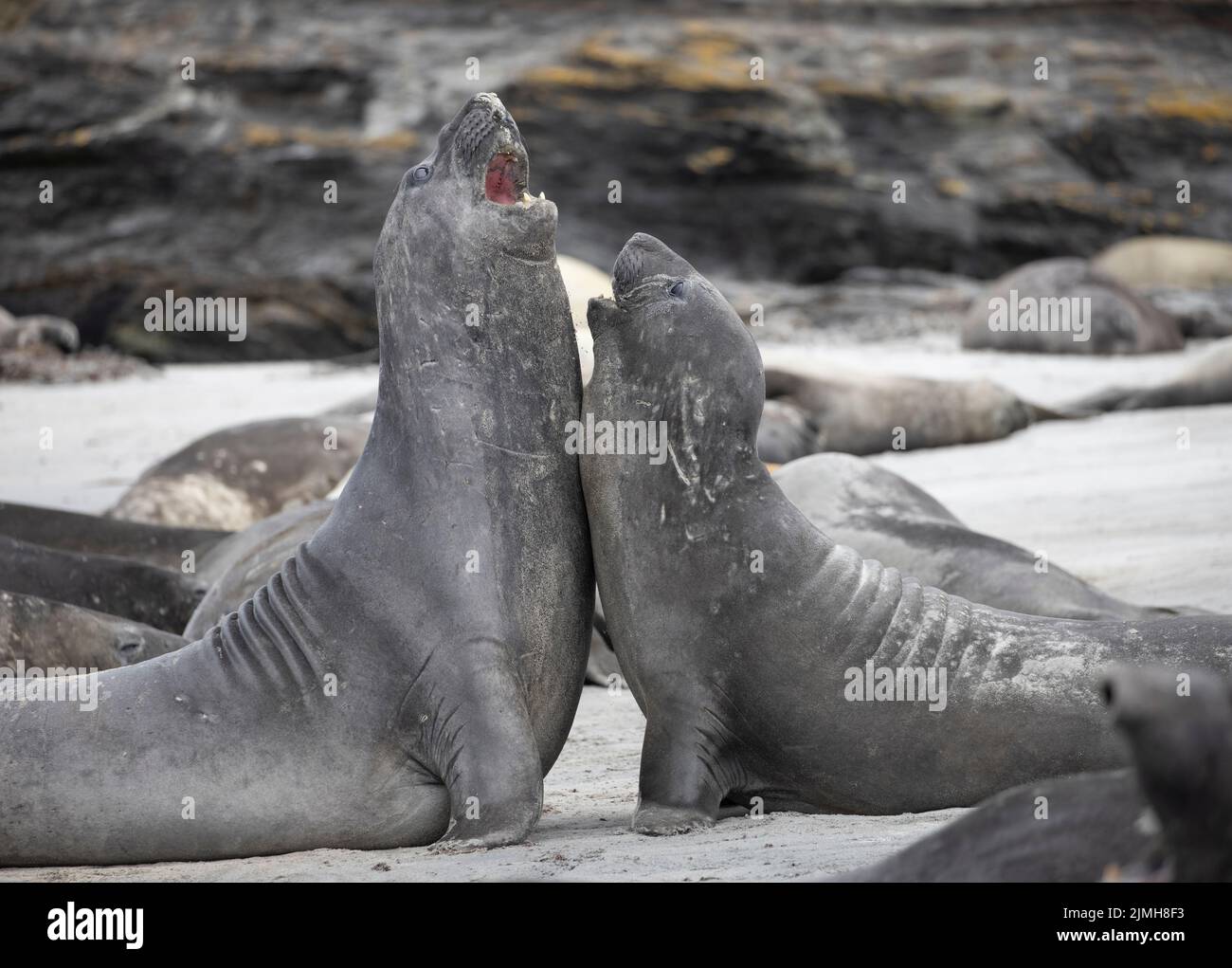 L'éléphant du sud (Mirounga leonina) est la plus grande des espèces de ...
