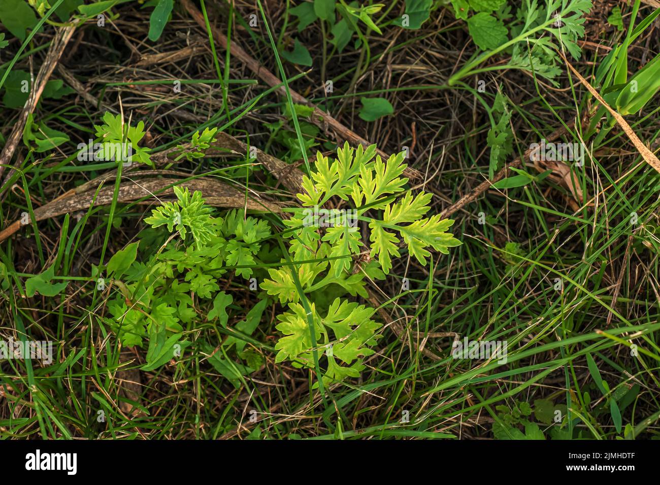 Absinthe plante Banque de photographies et d’images à haute résolution ...