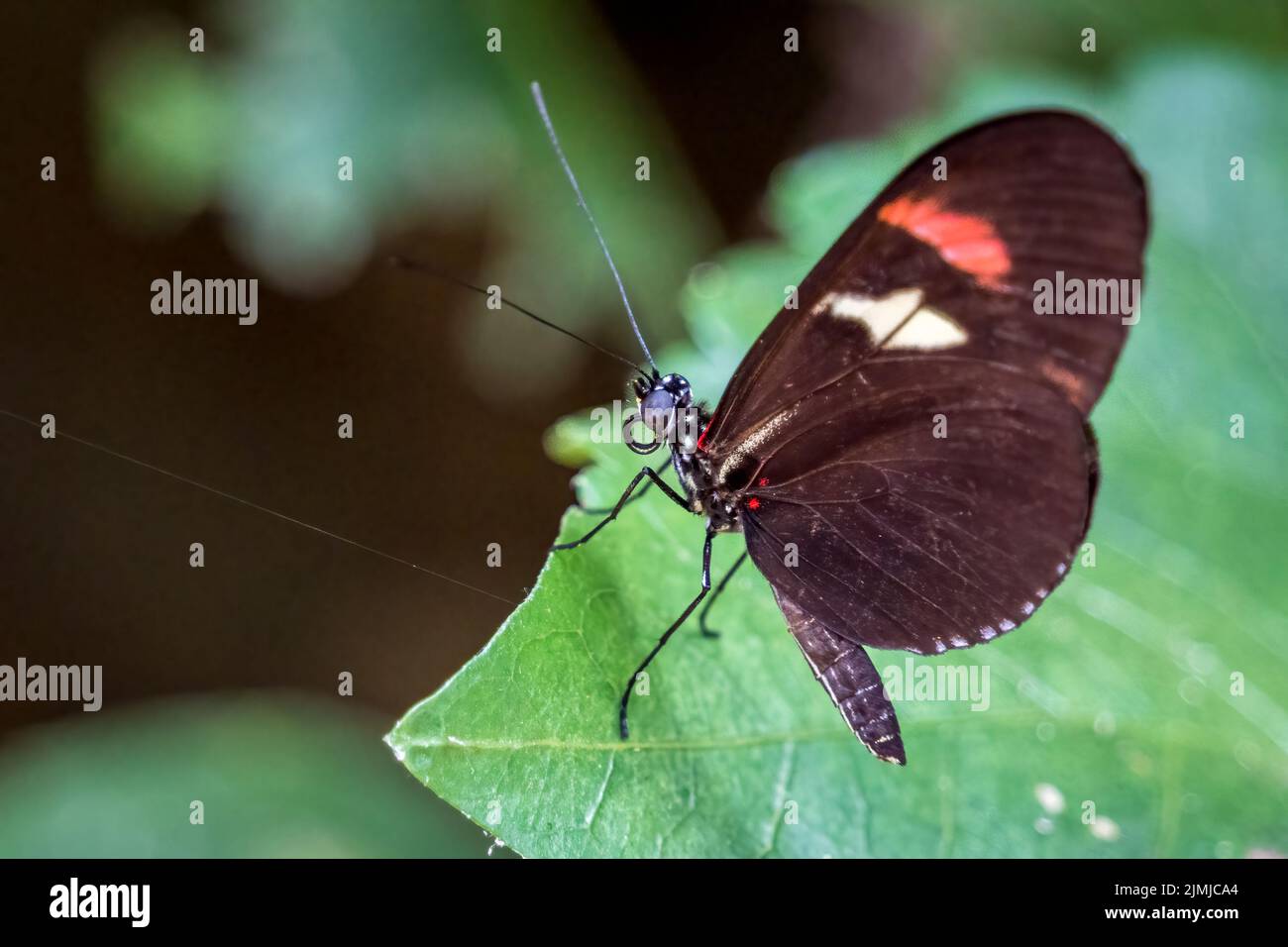 Canari facteur rouge Banque de photographies et d’images à haute ...