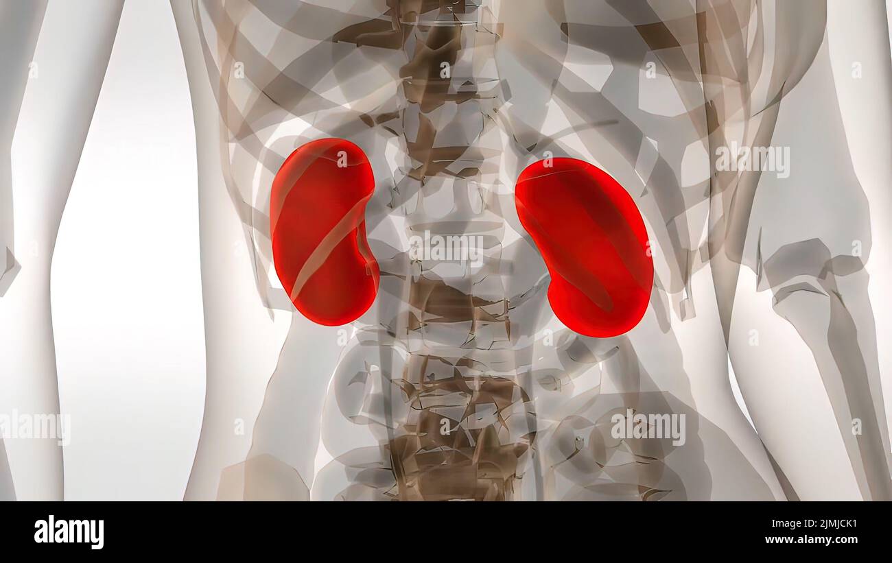 Organe interne femme detail Banque de photographies et d’images à haute ...