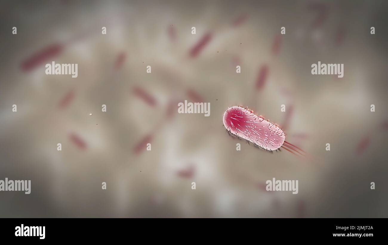 Bacteria under microscope Banque de photographies et d’images à haute ...