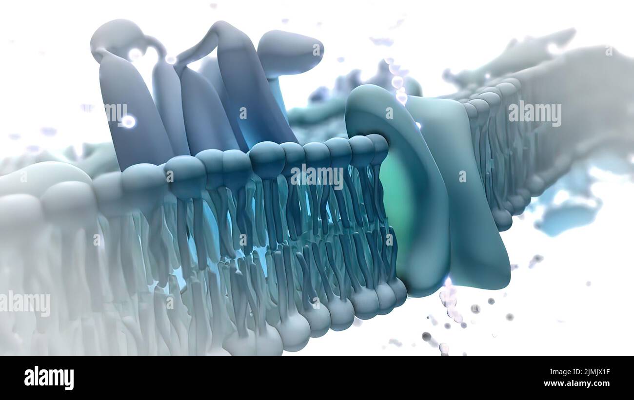 Lipides molécules Banque de photographies et d’images à haute ...