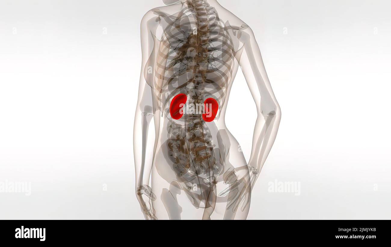 Organe interne femme detail Banque de photographies et d’images à haute ...