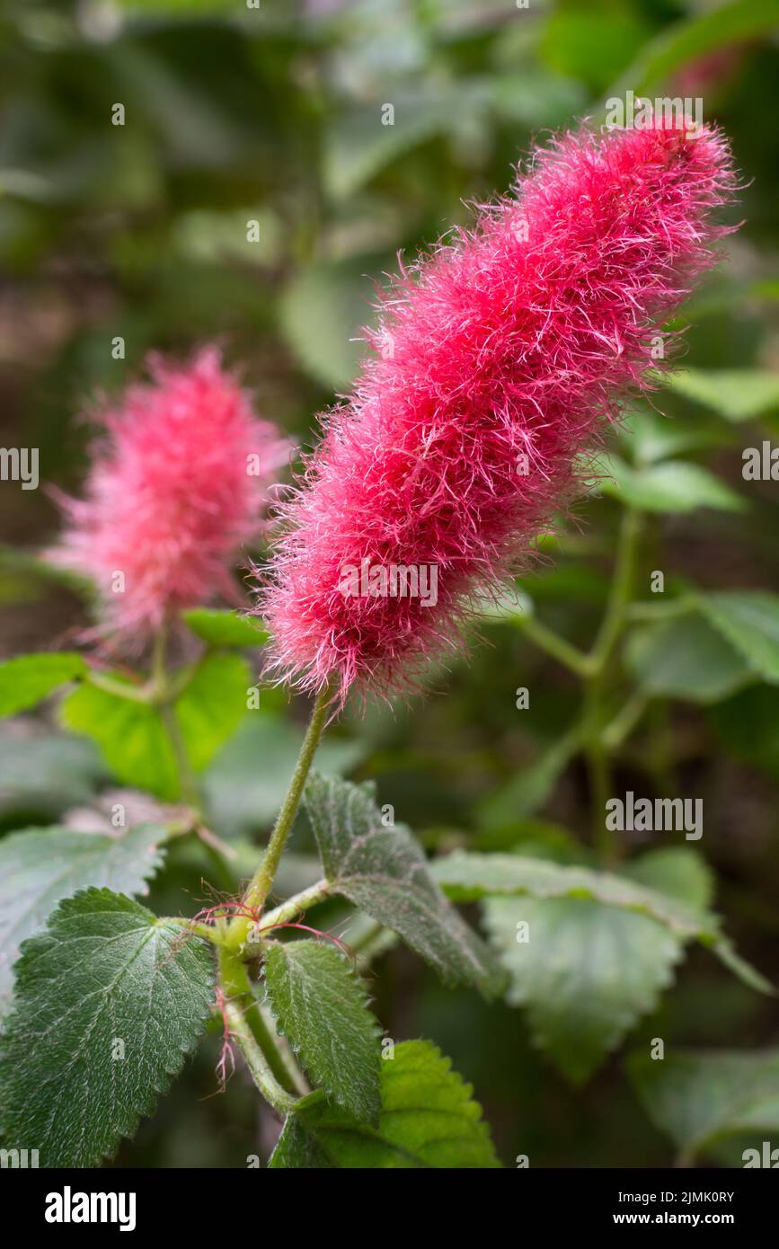 Acalypha reptans Banque de photographies et d’images à haute résolution ...