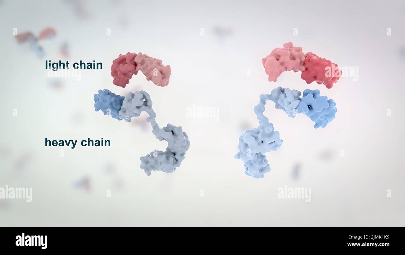 Antibody molecule Banque de photographies et d’images à haute ...