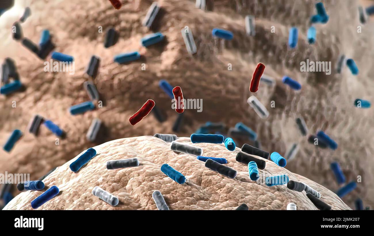 Bacteria cocci staphylococcus coccus Banque de photographies et d ...