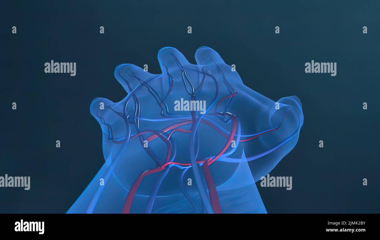 Vaisseaux sanguins du thorax Banque de photographies et d’images à ...