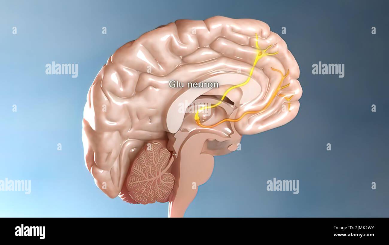 Structure interne d'une cellule animale Banque de photographies et d ...