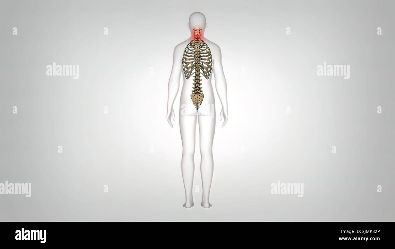 Anatomie du cou humain Banque de photographies et d’images à haute ...