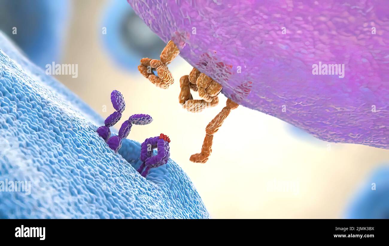 Lymphocyte b antigène 3d Banque de photographies et d’images à haute ...