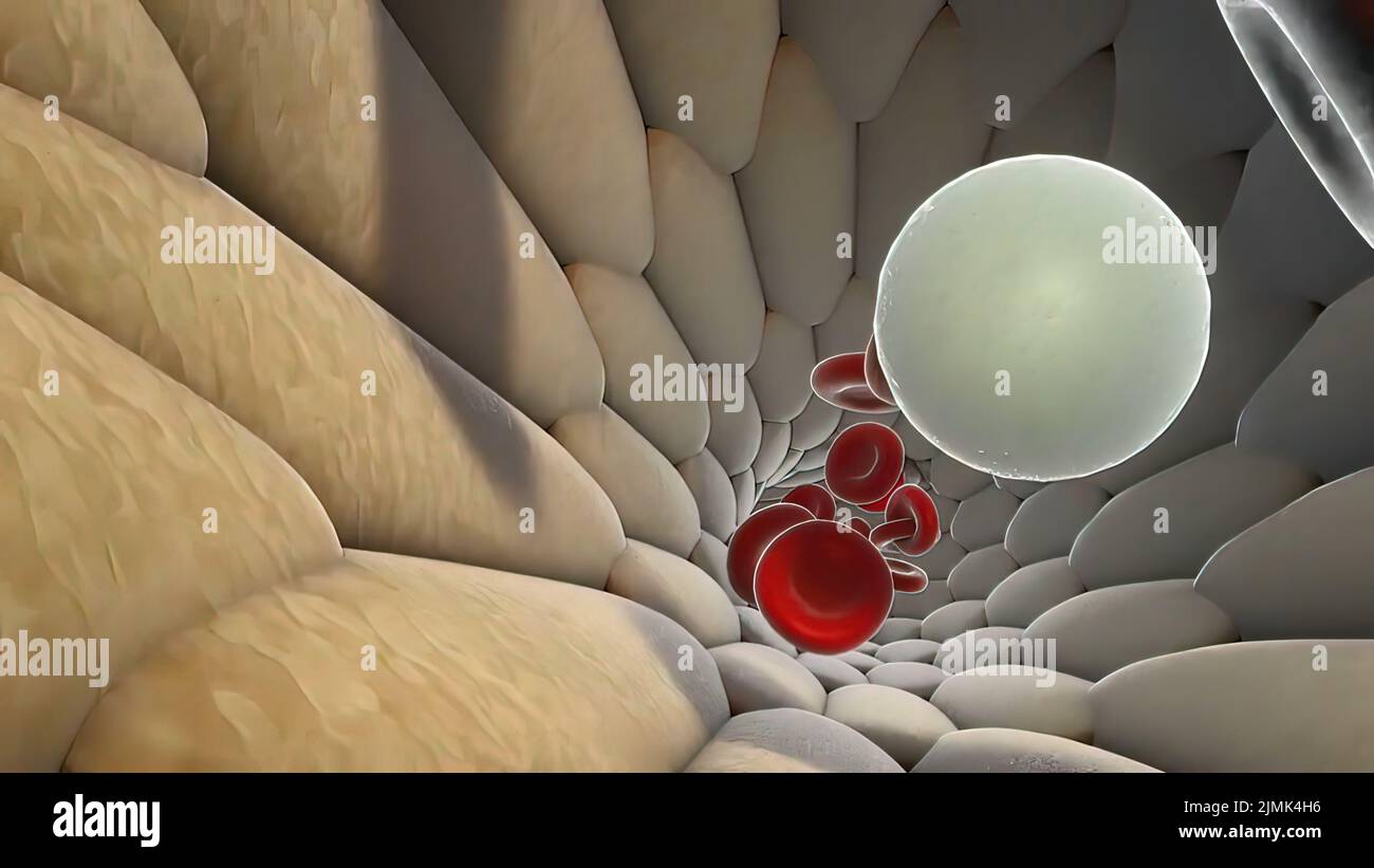 Système circulatoire artère sanguine médical graphique corps humain ...
